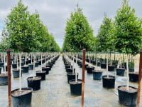 Eagleston Holly Tree - Houston, TX - Tree Delivery - 77005